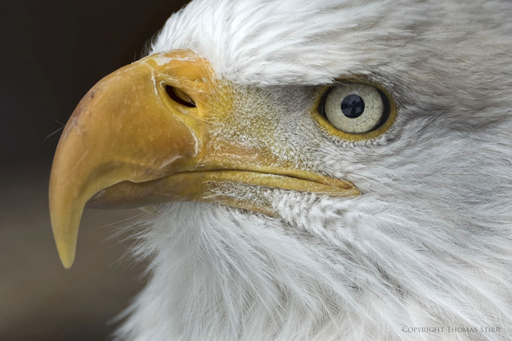 Photographing Animals with Nikon 1 – Guest Post by Thomas Stirr