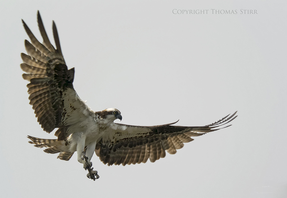 Photographing Animals with Nikon 1 – Guest Post by Thomas Stirr