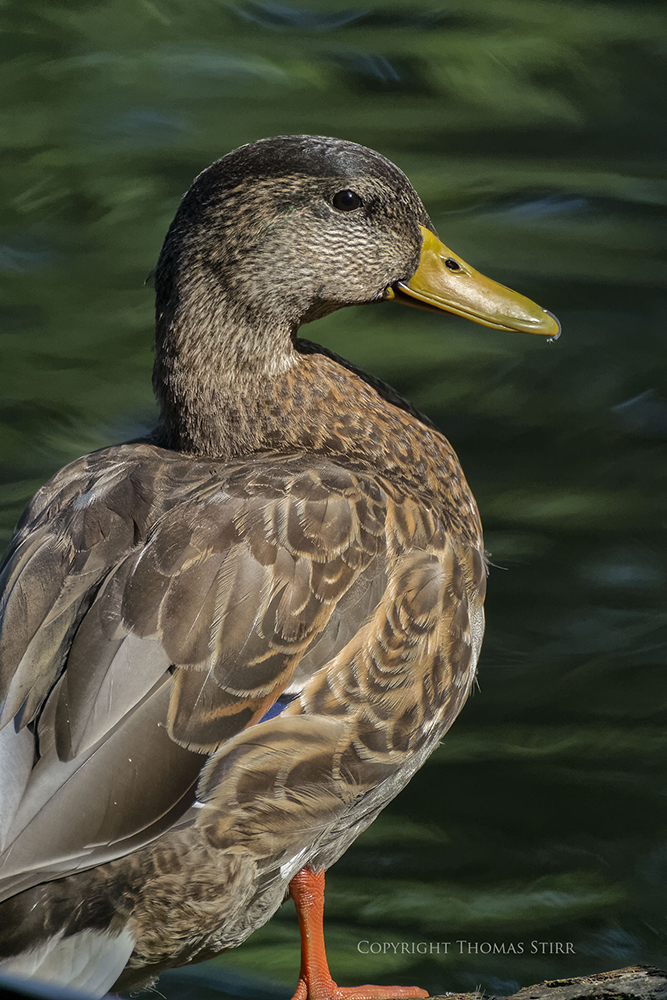 Photographing Animals with Nikon 1 – Guest Post by Thomas Stirr
