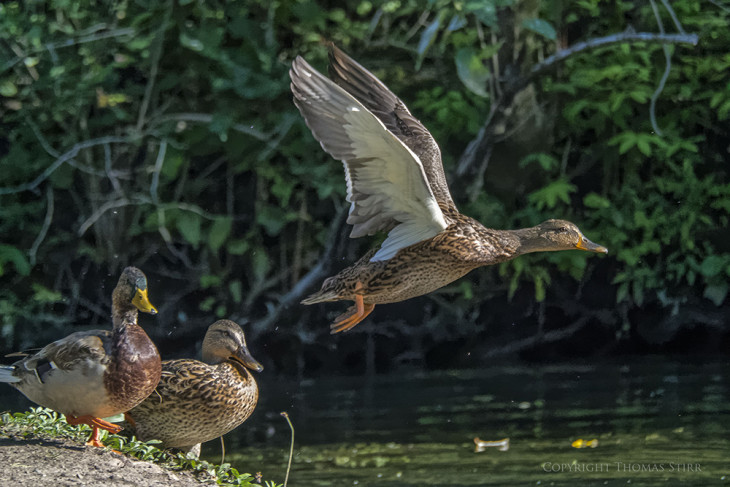 Photographing Animals with Nikon 1 – Guest Post by Thomas Stirr